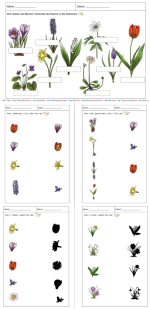 Frühblüher • gpaed.de