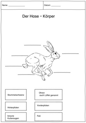 Der Hase • gpaed.de